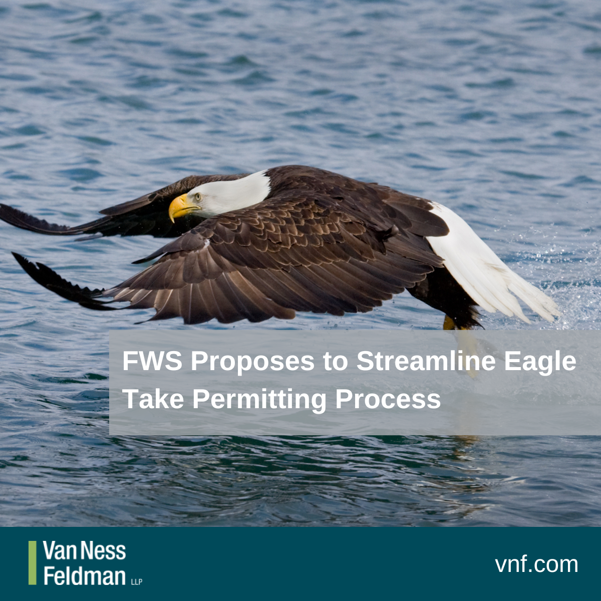FWS Proposes to Streamline Eagle Take Permitting Process | Van Ness Feldman LLP